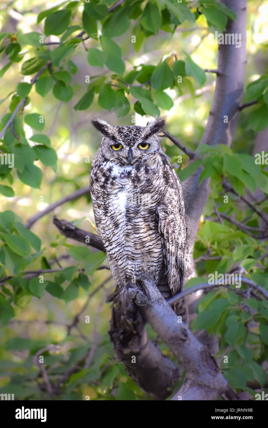 Pretty buck hi-res stock photography and images - Alamy
