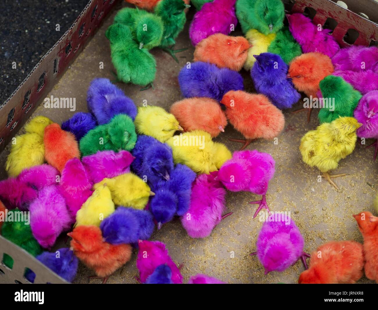 Mengwi, Bali, Indonesia. 6th Aug, 2017. Colorful dyed chicks for sale ...