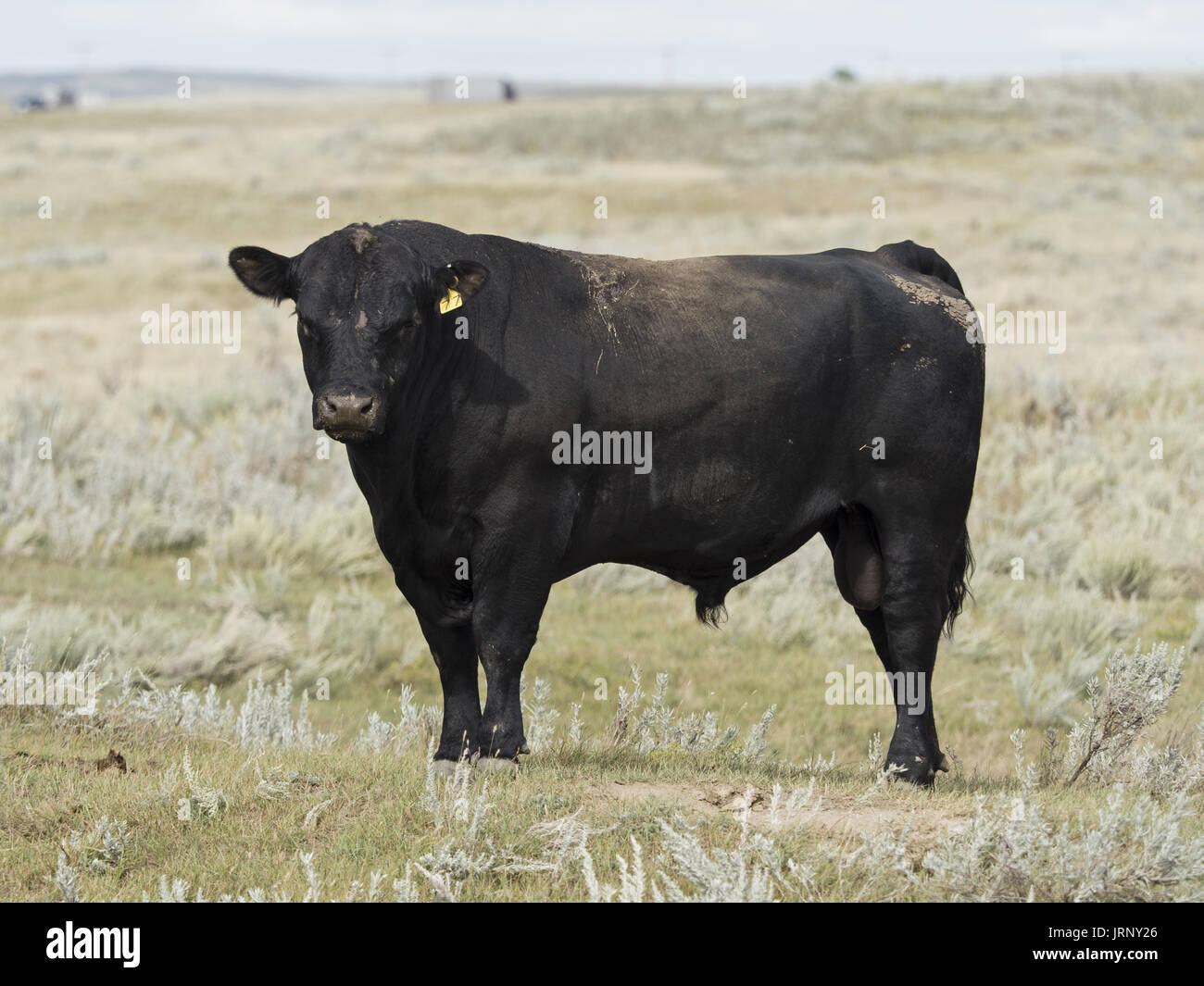 Piapot saskatchewan hi-res stock photography and images - Alamy