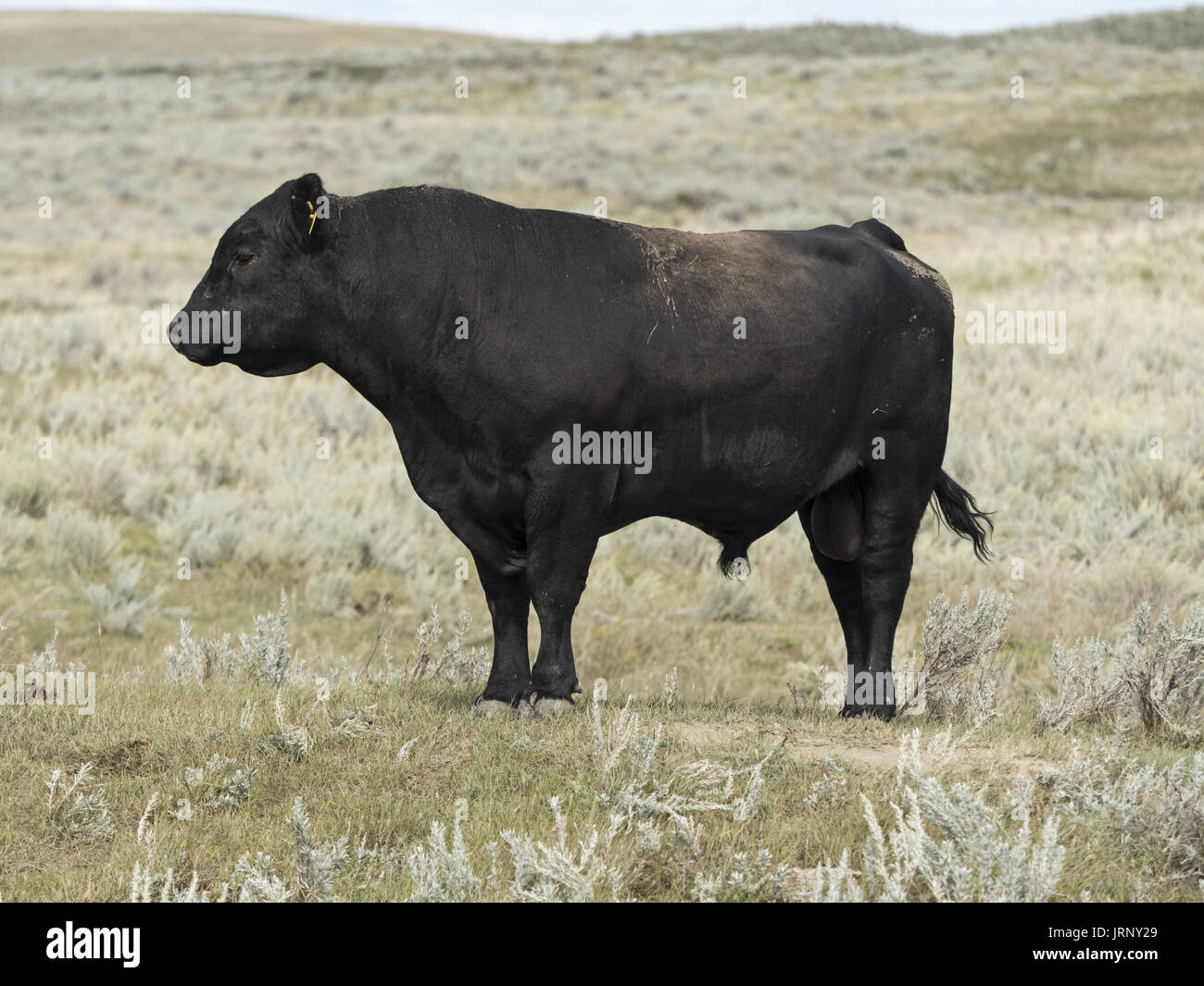 Piapot saskatchewan hi-res stock photography and images - Alamy