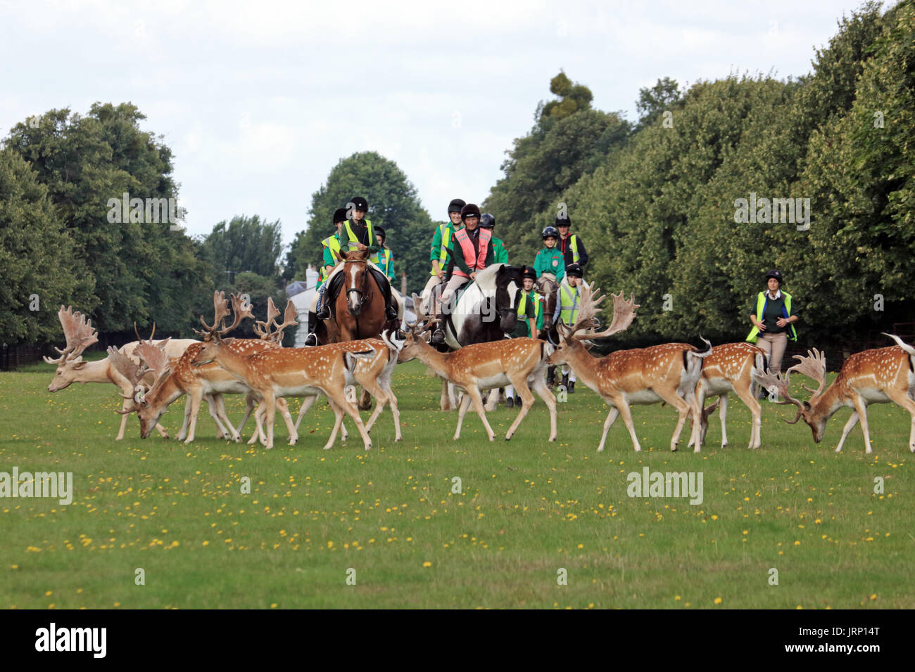 Hampton court horse rangers hi-res stock photography and images - Alamy
