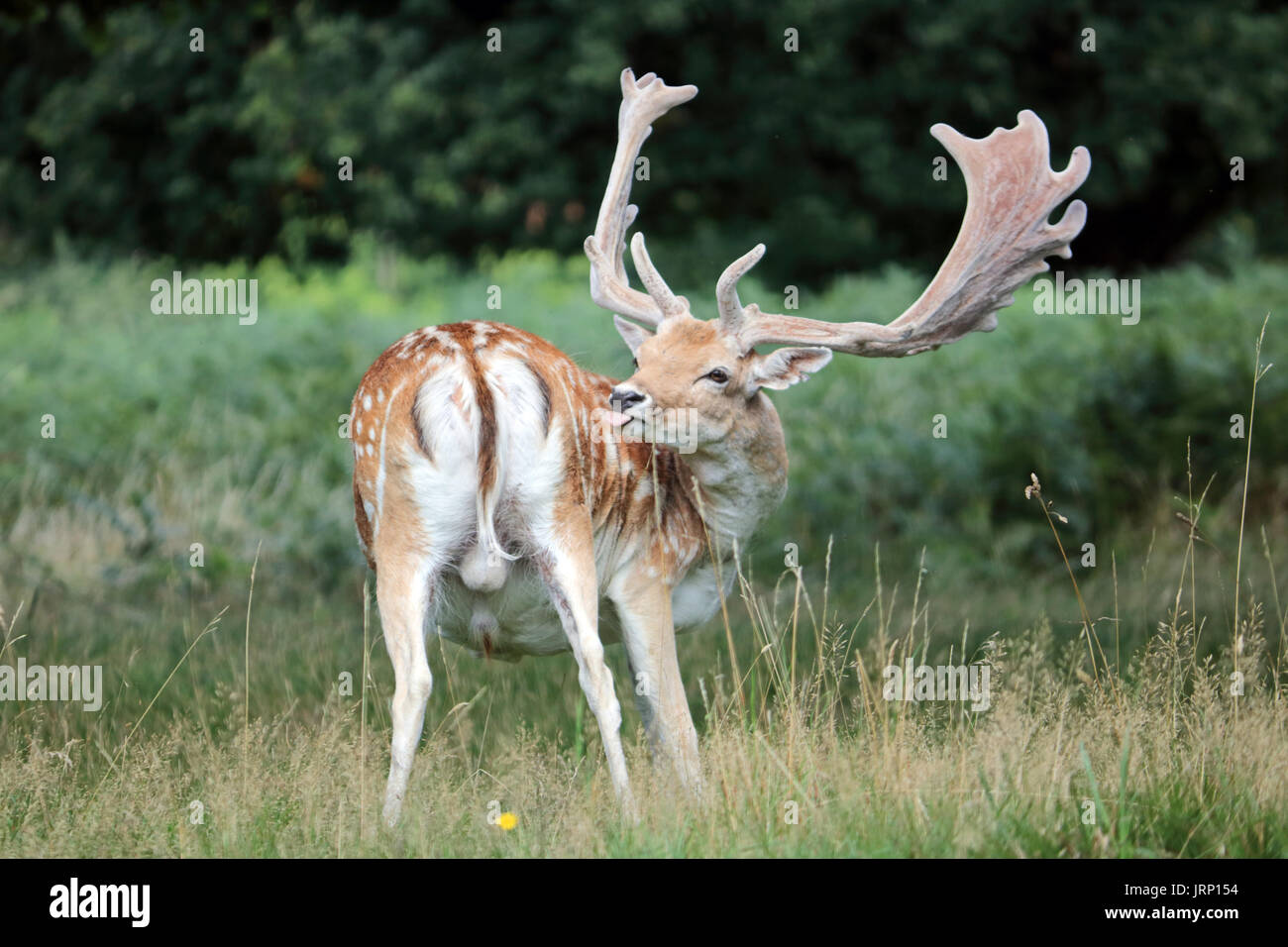 Hard antlers hi-res stock photography and images - Alamy