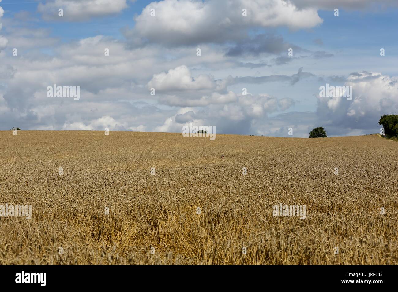 Lavender field at cadwell farm hi-res stock photography and images - Alamy