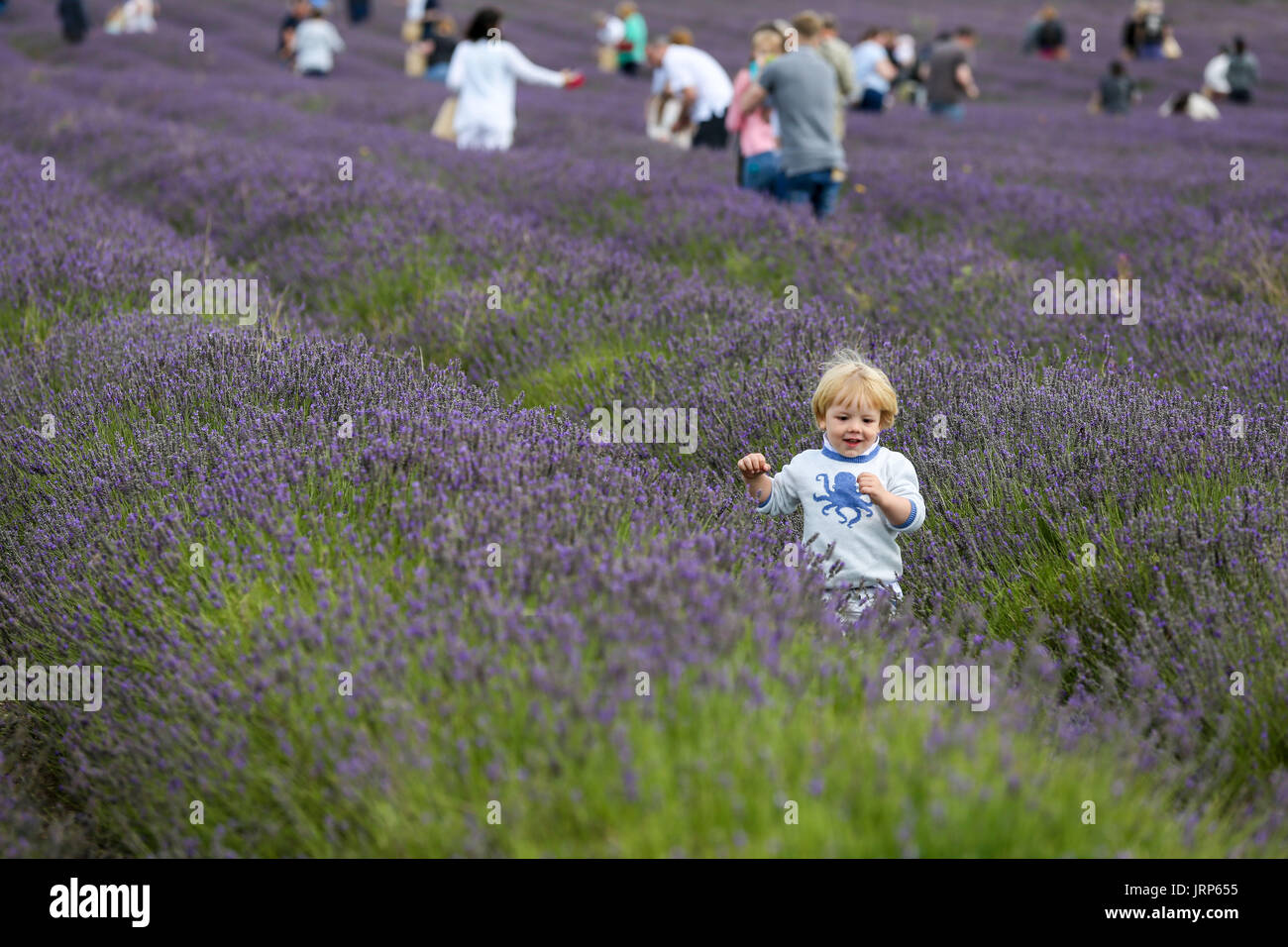 Hitchin Lavender, Cadwell Farm, Hertfordshire. UK 6 Aug 2017 - A child ...