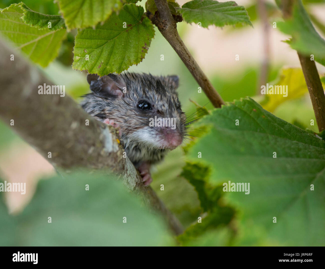 Pacific jumping mouse hi-res stock photography and images - Alamy