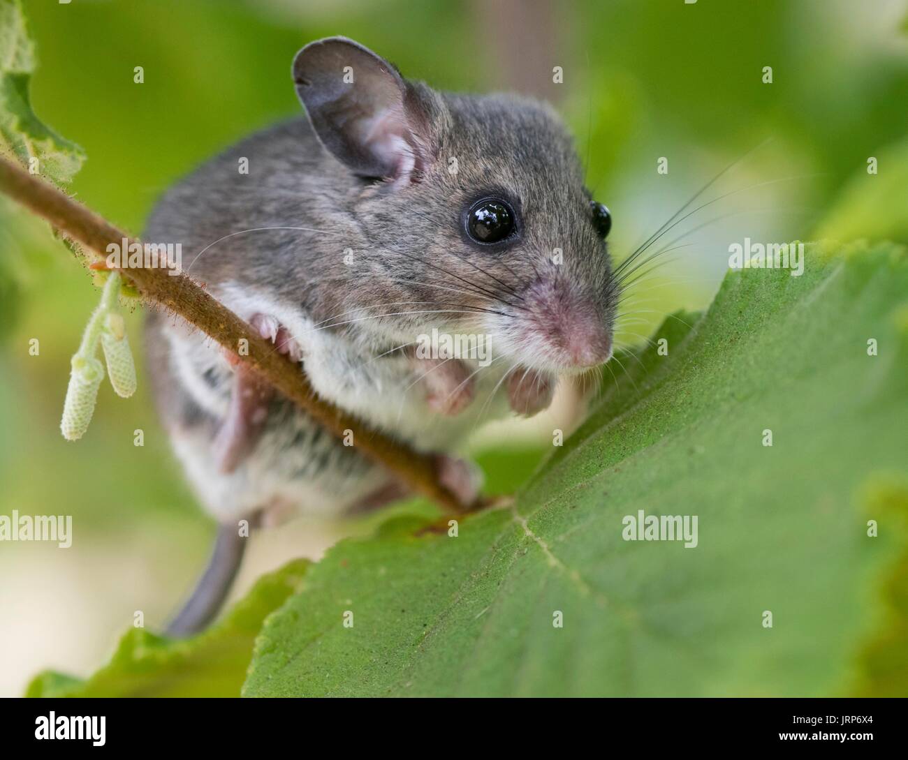 Roseburg, OREGON, USA. 6th Aug, 2017. A Pacific jumping mouse looks out ...