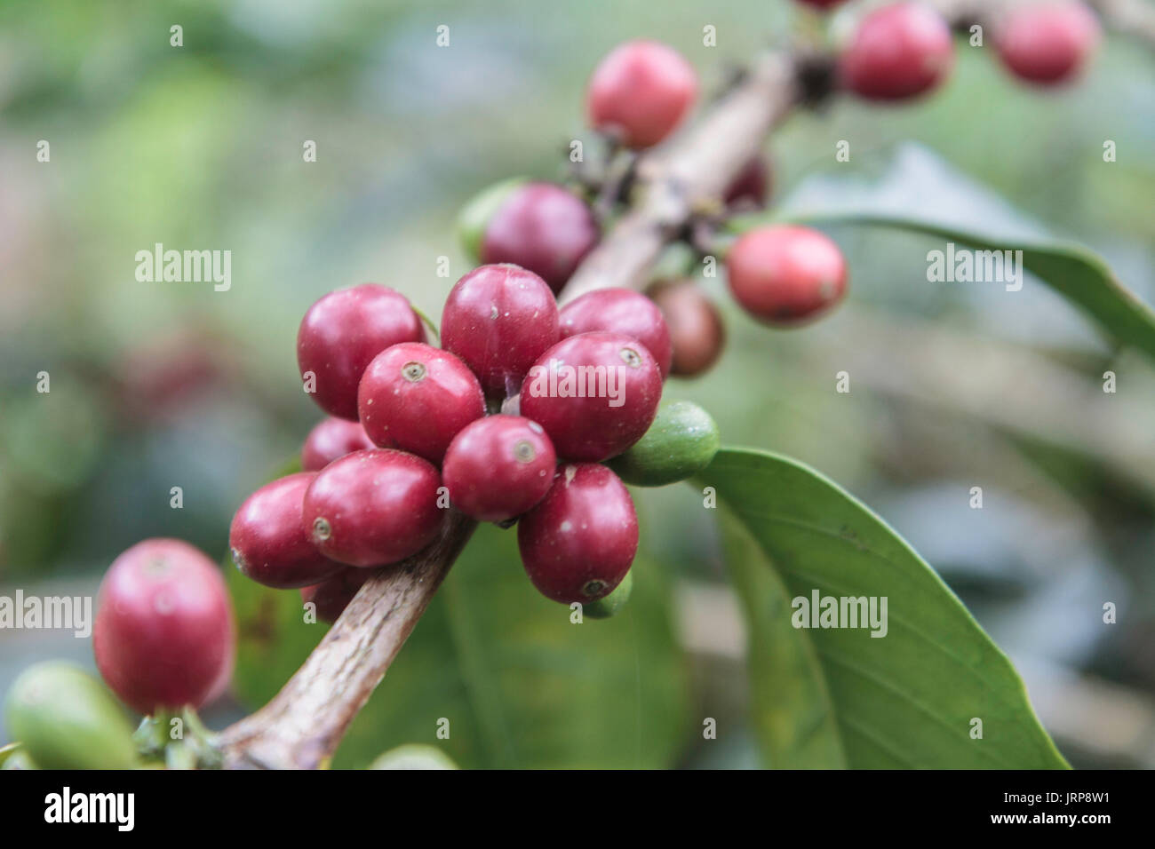 Red coffee bean hi-res stock photography and images - Alamy