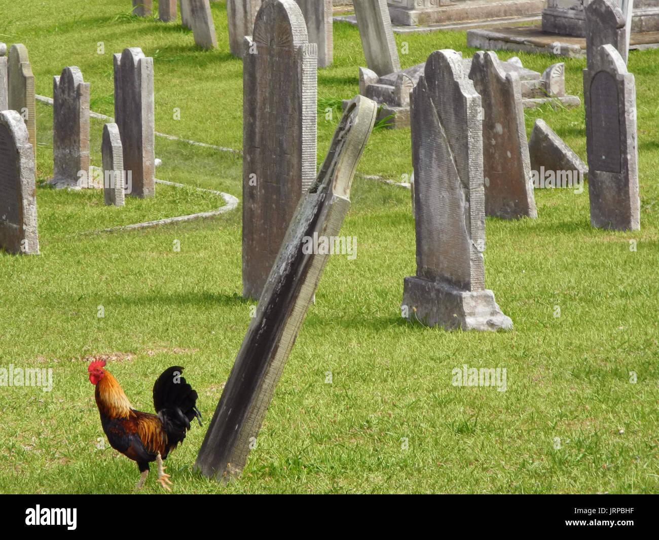 Dead rooster hi-res stock photography and images - Alamy