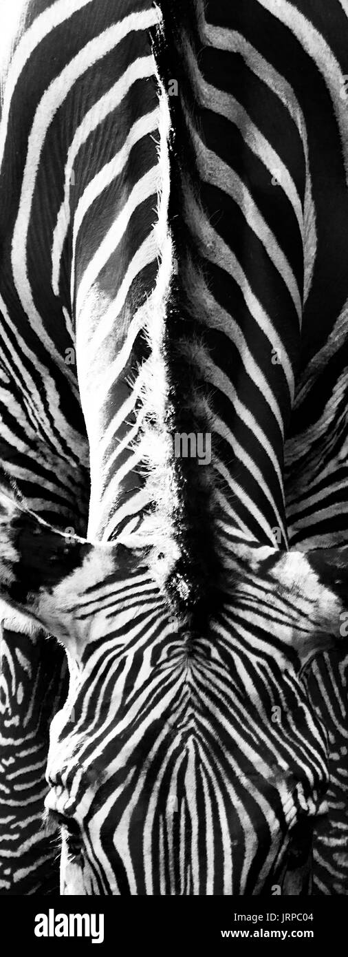 Zebra neck hi-res stock photography and images - Alamy