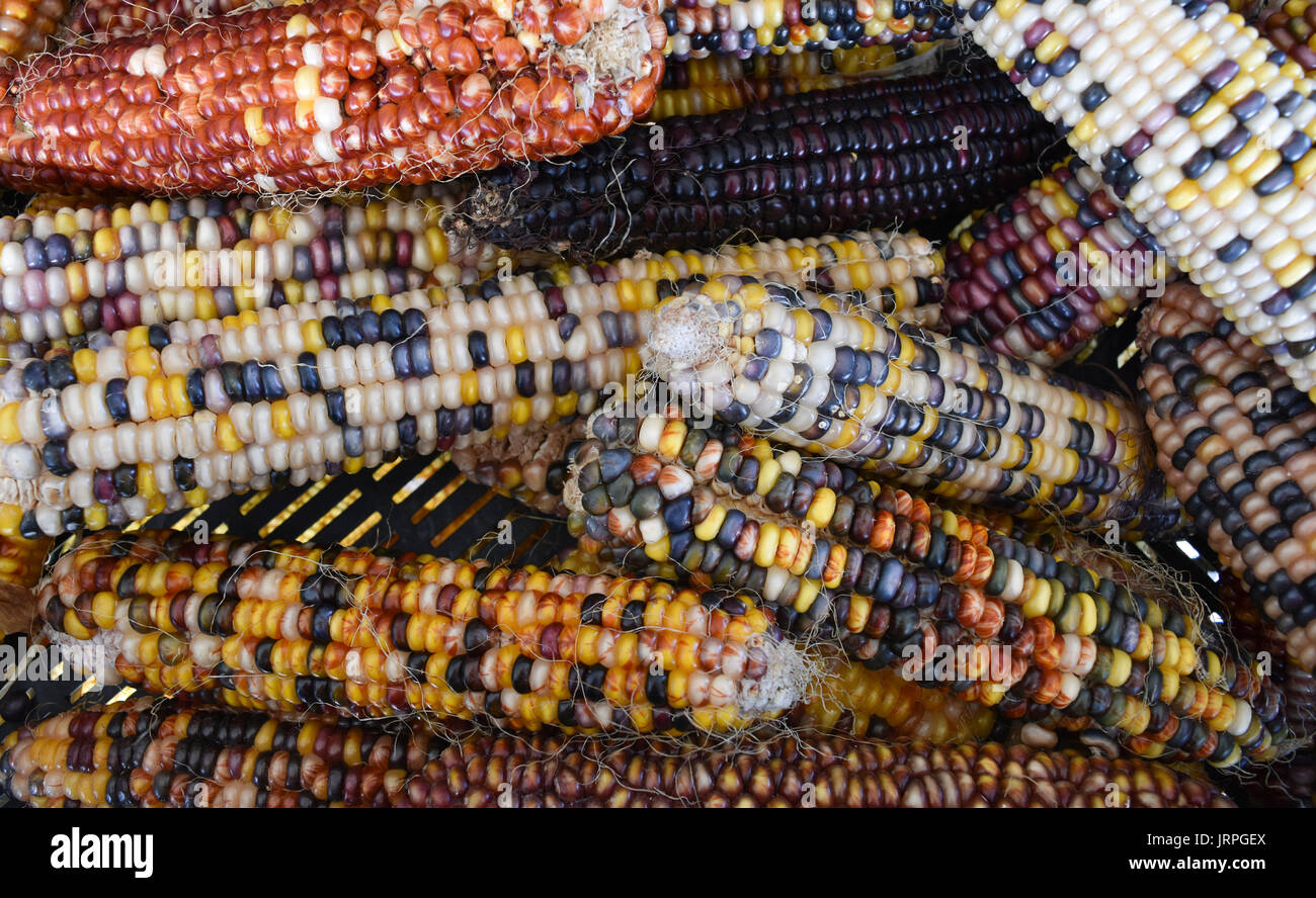 Multi colored corn at a farmer's market Stock Photo - Alamy