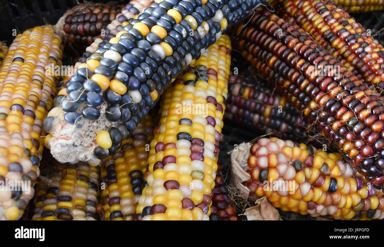 Multi colored corn at a farmer's market Stock Photo - Alamy