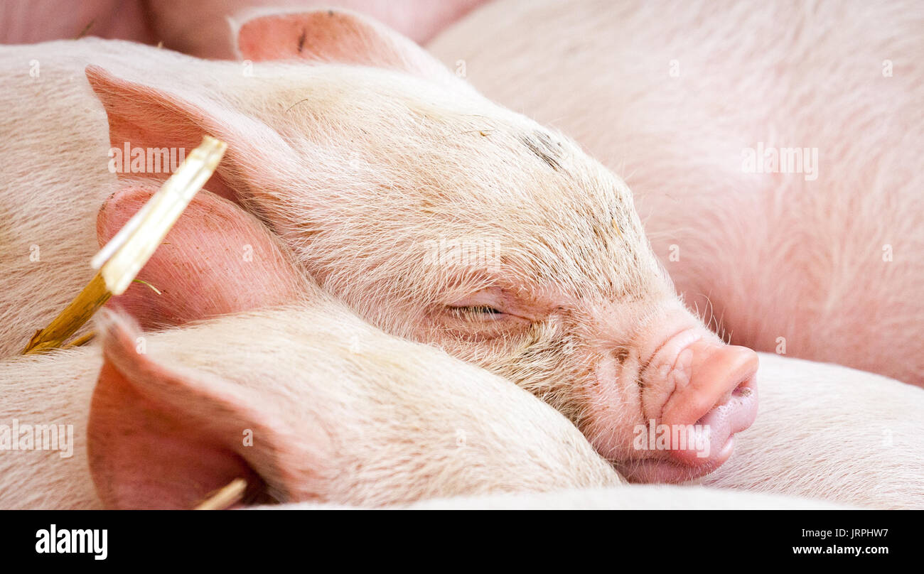 Pig eye detail hi-res stock photography and images - Alamy