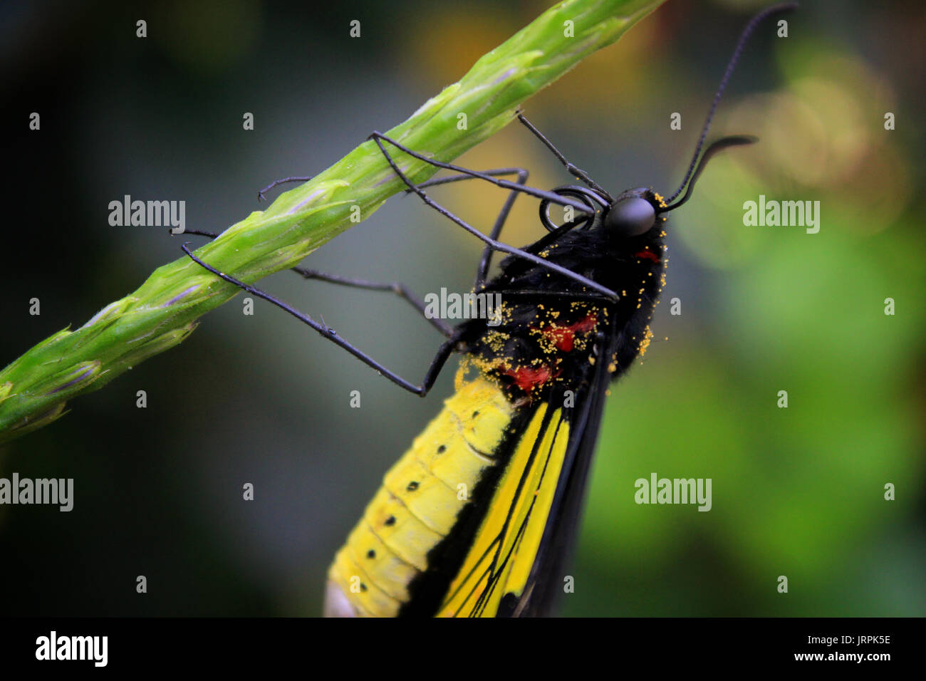 Picture of a butterfly taken at Butterfly Wonderland, Scottsdale, AZ ...