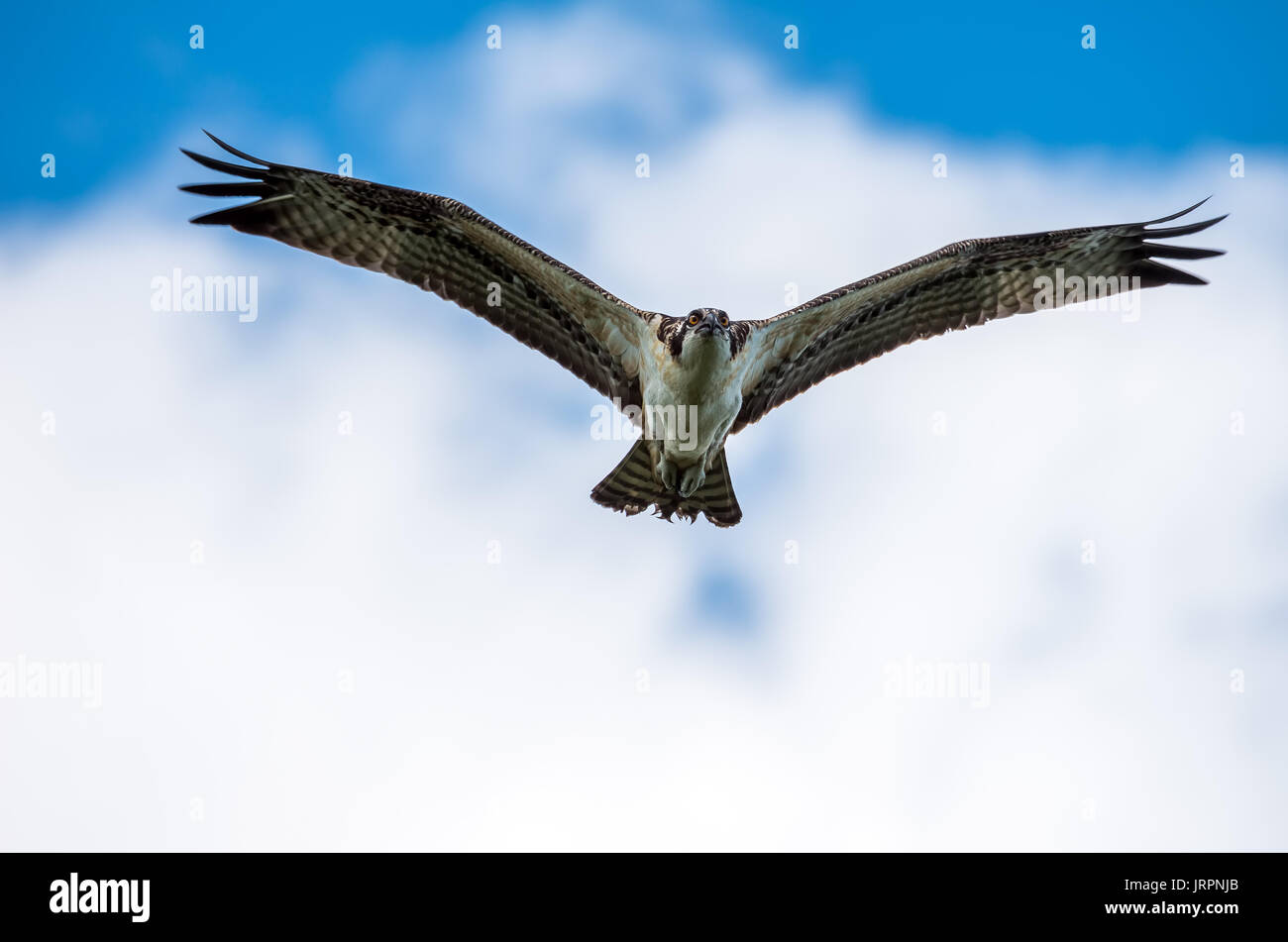 Osprey in flight head on looking straight ahead at the camera Stock ...