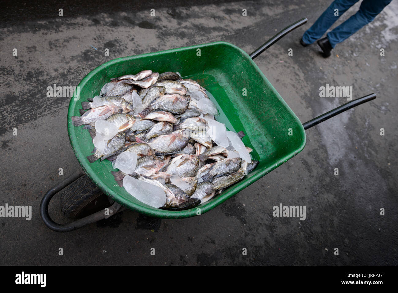 a wheelbarrow of fish at an open market in the streets of Mexico Stock ...