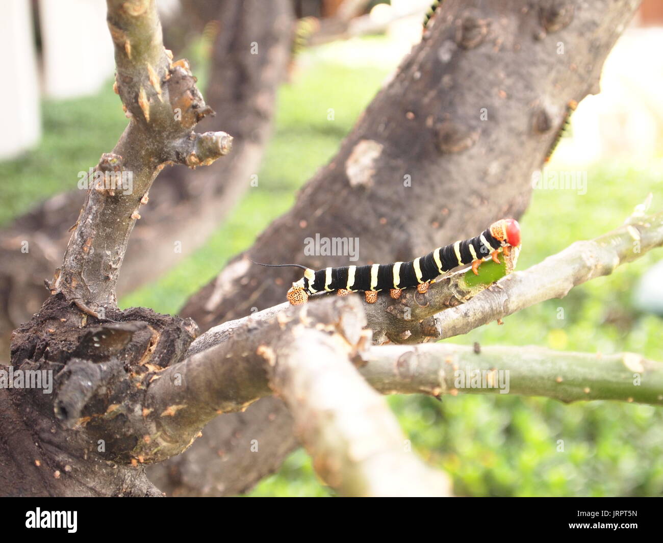 Pseudosphinx tetrio larva (caterpillar) on a defoliated frangipani ...