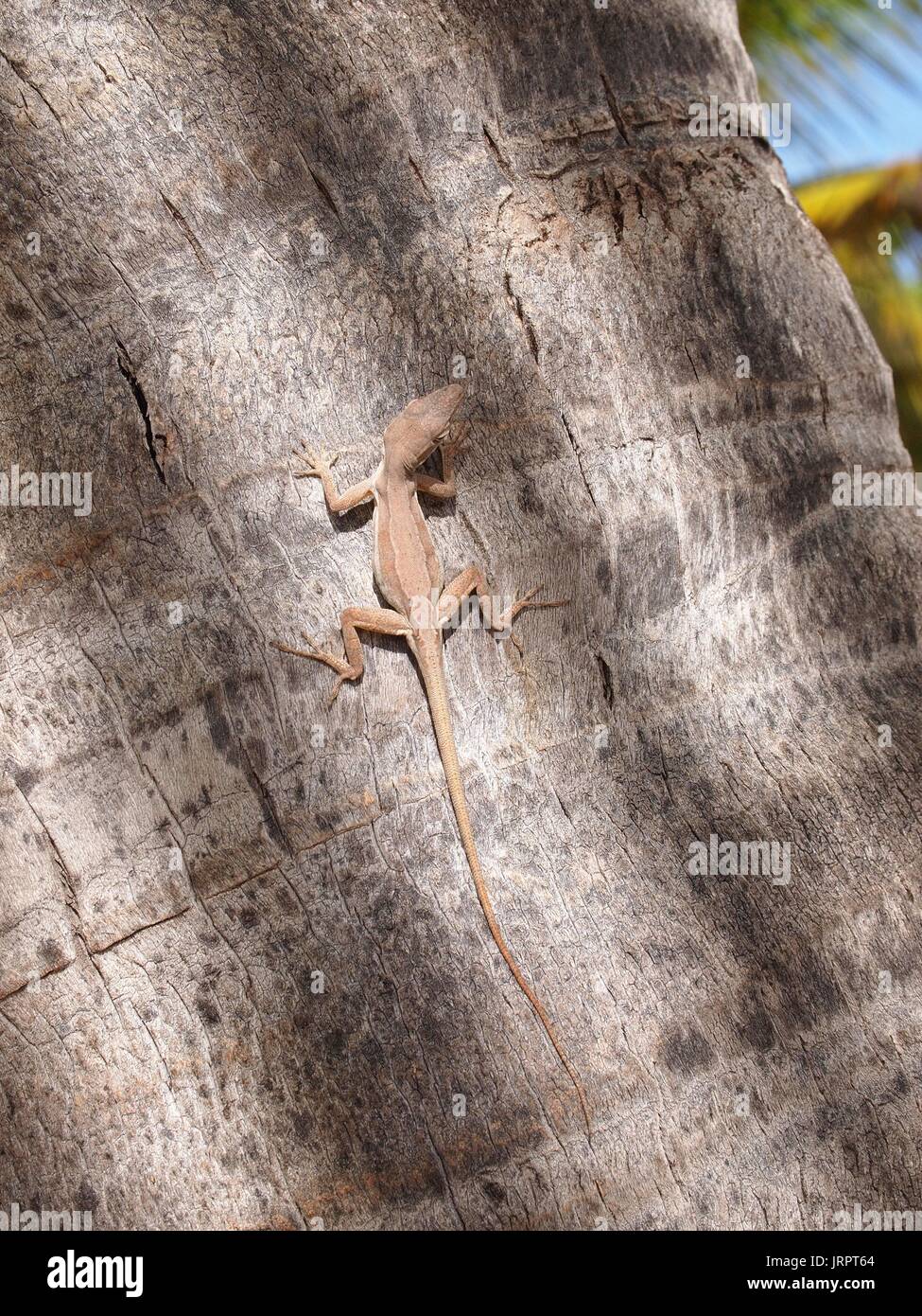 Camouflaged Whiptail lizard (Cnemidophorus) sunning itself on a palm ...