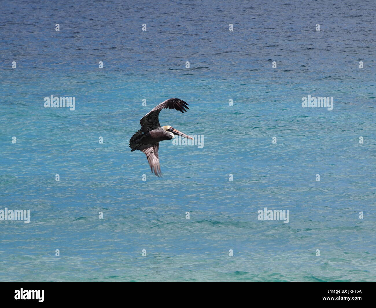 Brown Pelican (Pelecanus occidentalis) flying low over the ocean in ...