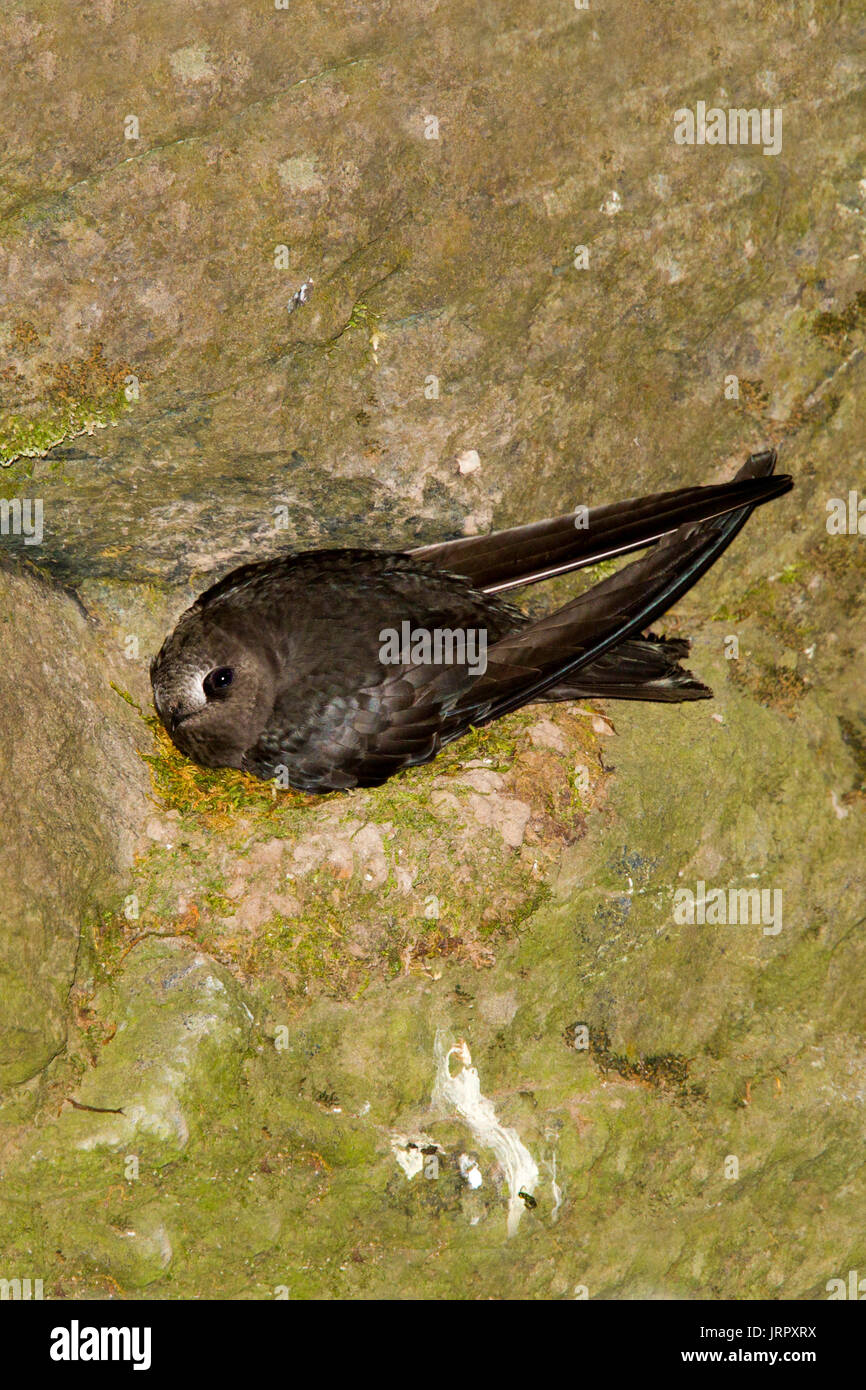 Black Swift Cypseloides niger Box Canyon Falls, Ouray County, Colorado ...