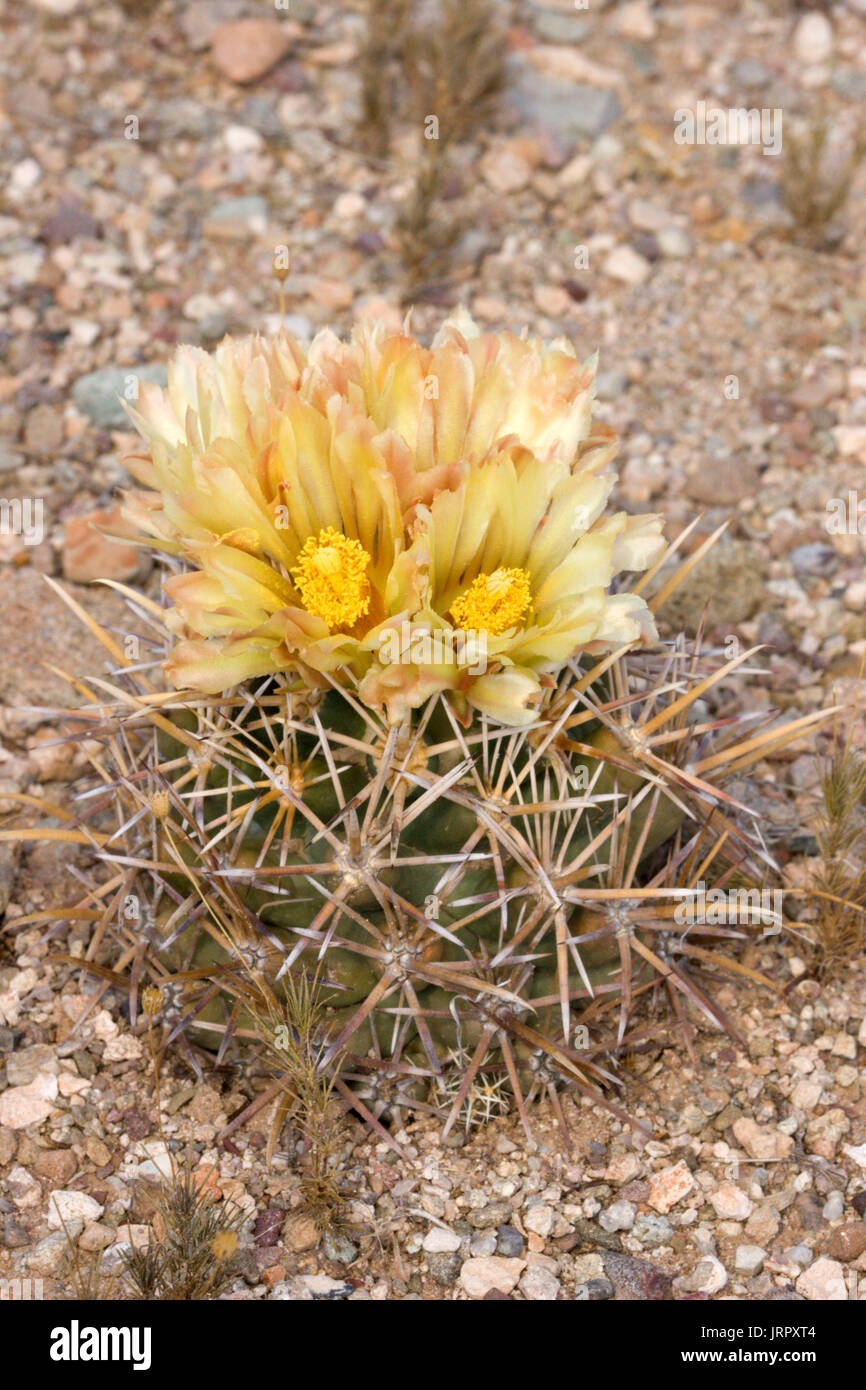 Pima Pineapple Cactus Coryphantha robustispina var. robustispina Pima ...