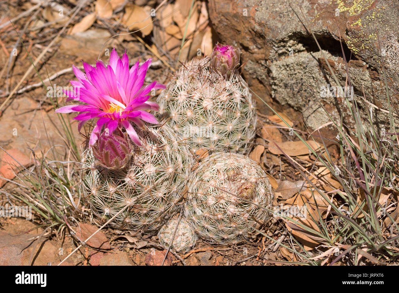 Beehive Cactus Escobaria vivipara Flower Cactaceae Also know as ...