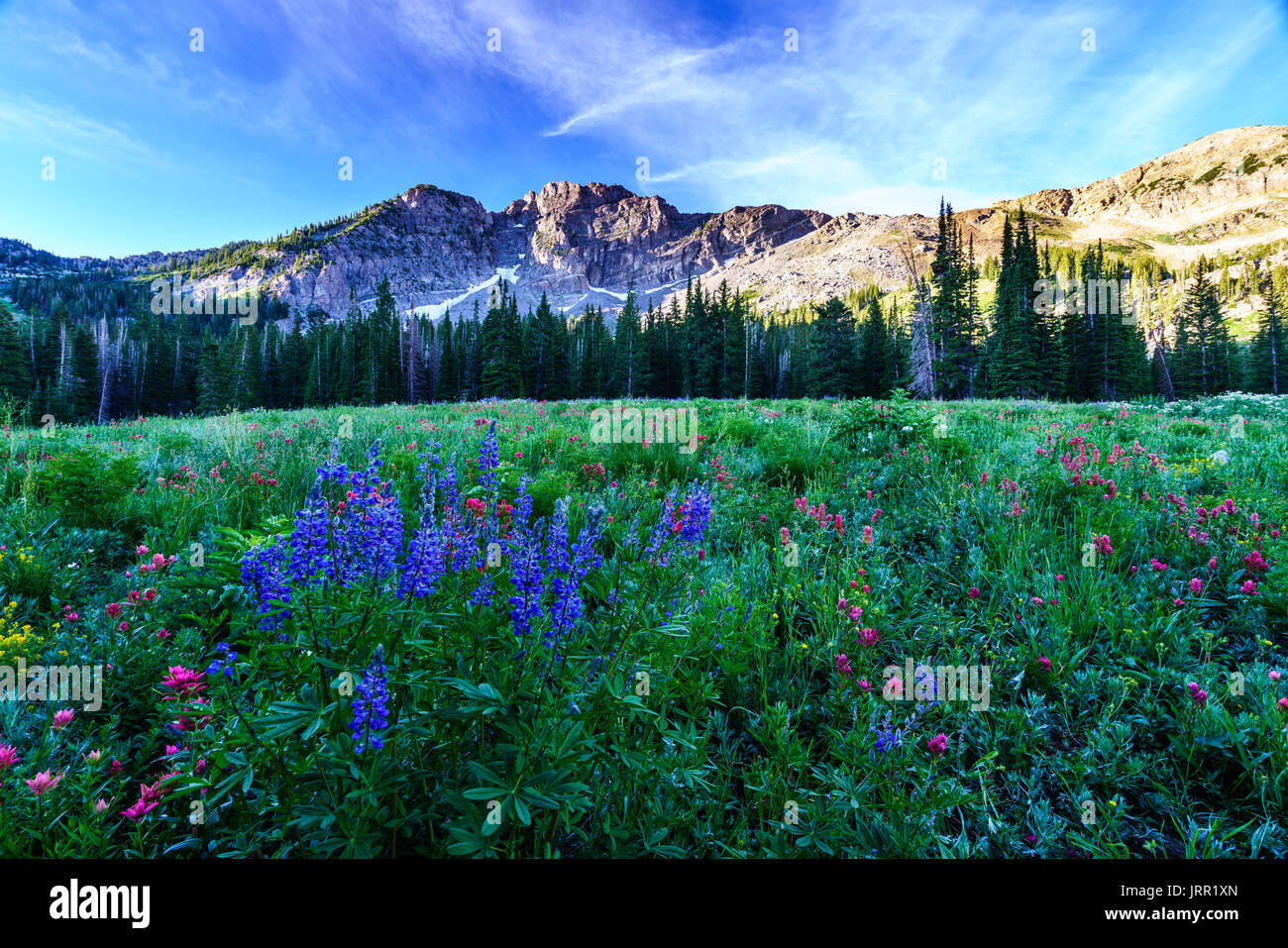 Albion basin wildflowers High Resolution Stock Photography and Images ...