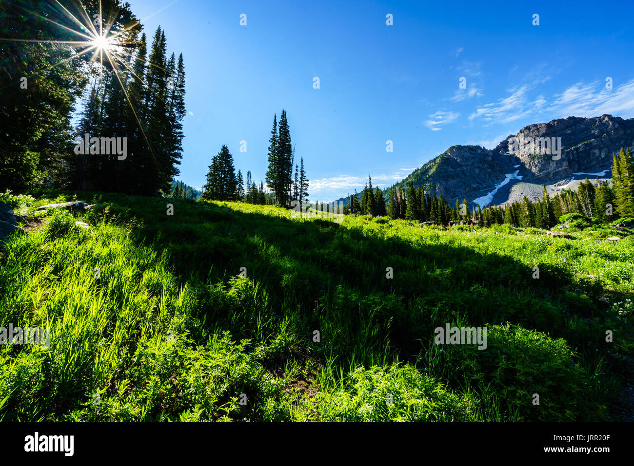 Wildflowers and pine trees hi-res stock photography and images - Alamy