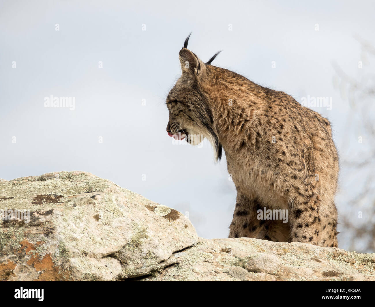 Iberian lynx ( Lynx pardinus) licking its nose on a rock, in Spain ...