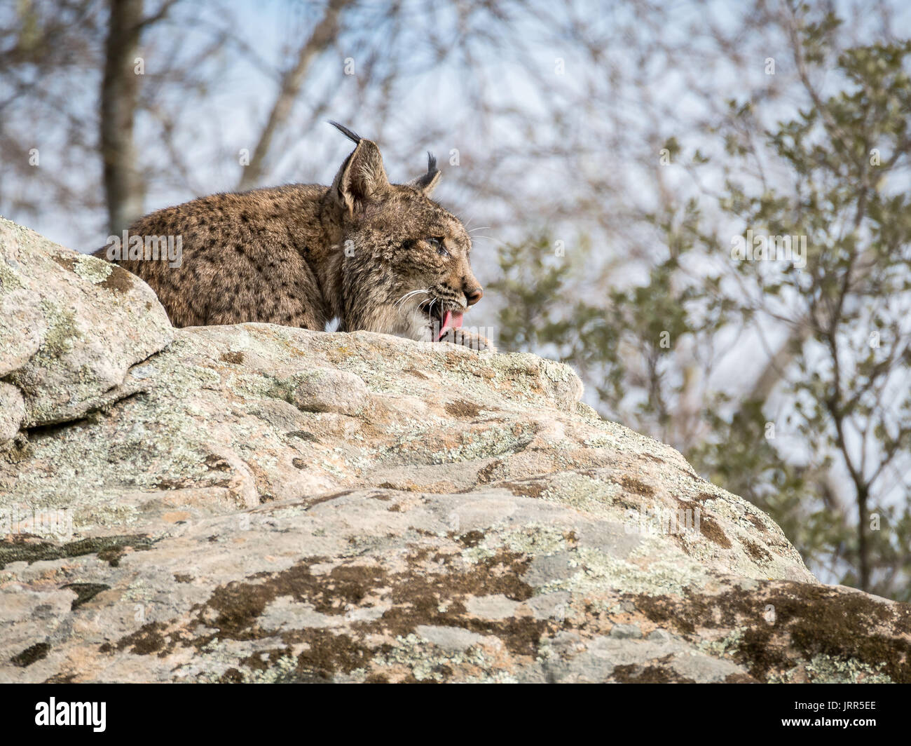 Lynx lynx paw hi-res stock photography and images - Alamy