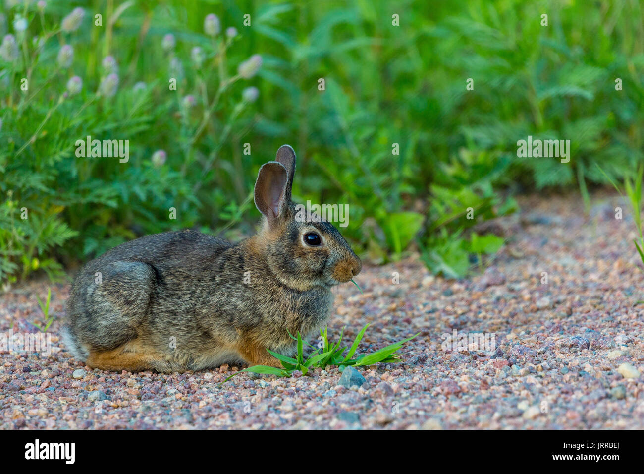 Cotton Tail Rabbit (Sylvilagus floridanus) eating grass in a Wisconsin ...