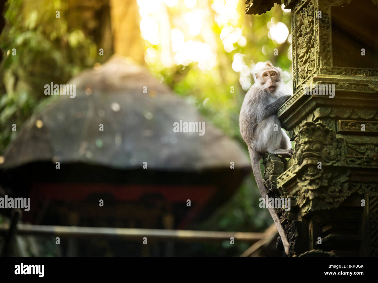 Portrait of a monkey in Sacred Monkey Forest Sanctuary Ubud Bali ...