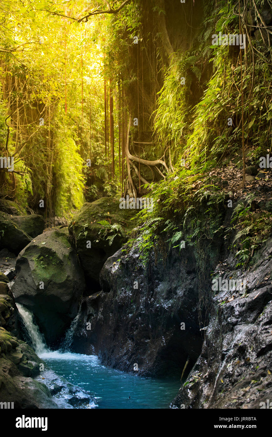 Tropical rain forest and little stream Stock Photo - Alamy