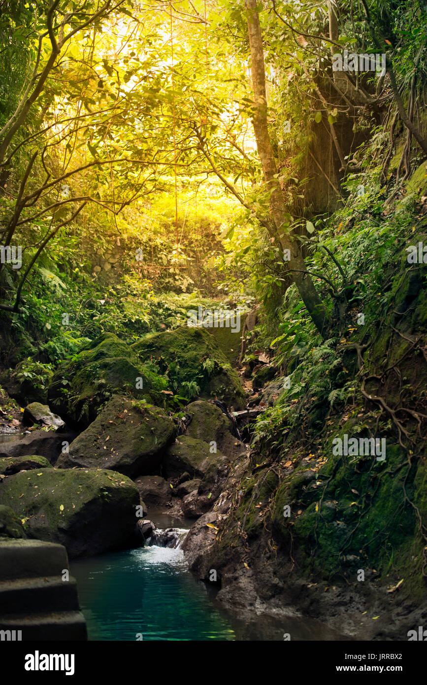 Tropical rain forest and little stream Stock Photo - Alamy