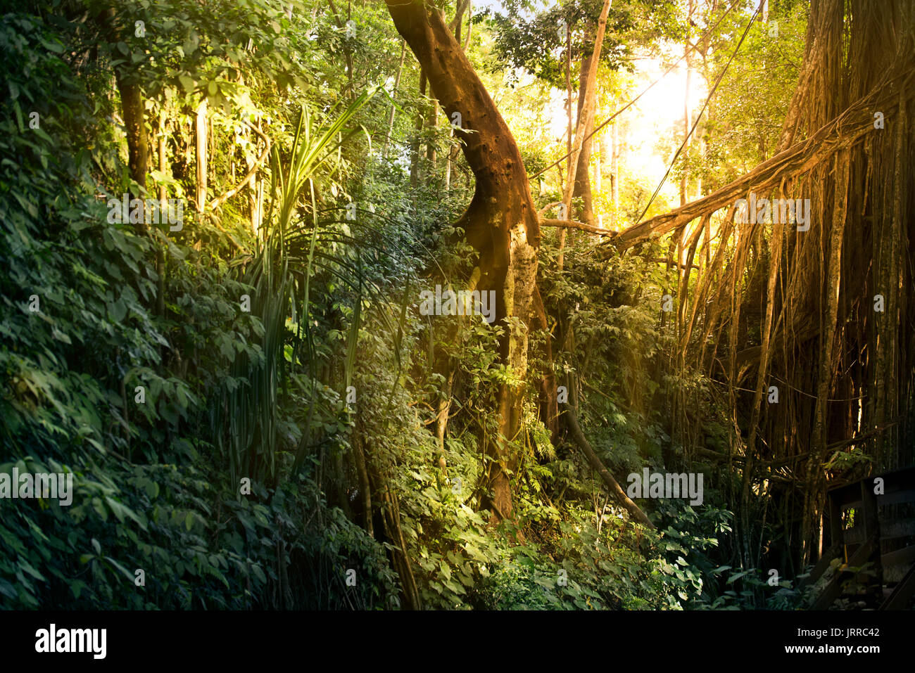 Tropical Trees, leaves and vines textured background Stock Photo - Alamy