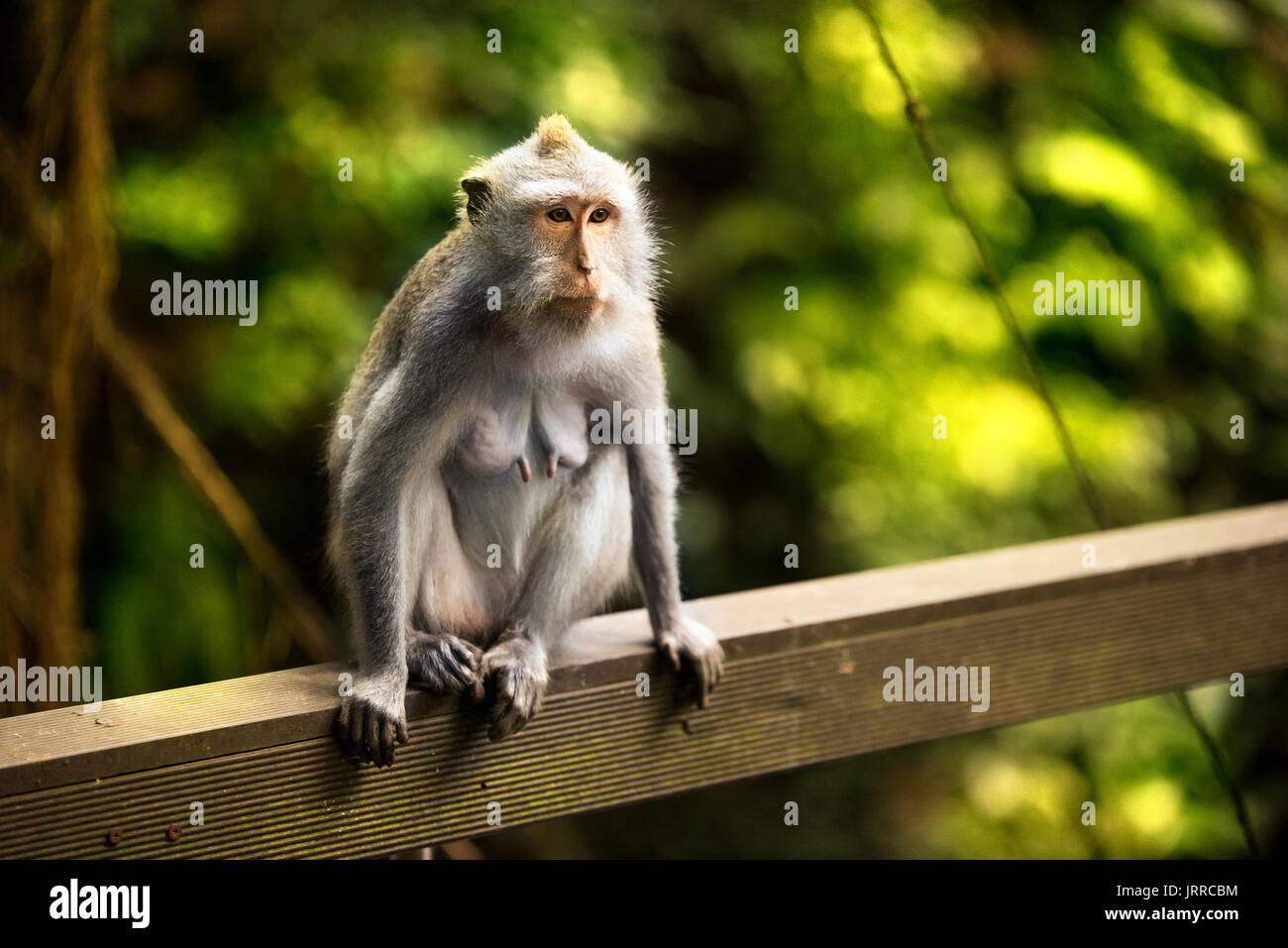 Portrait of a female monkey in Sacred Monkey Forest Sanctuary Ubud Bali ...