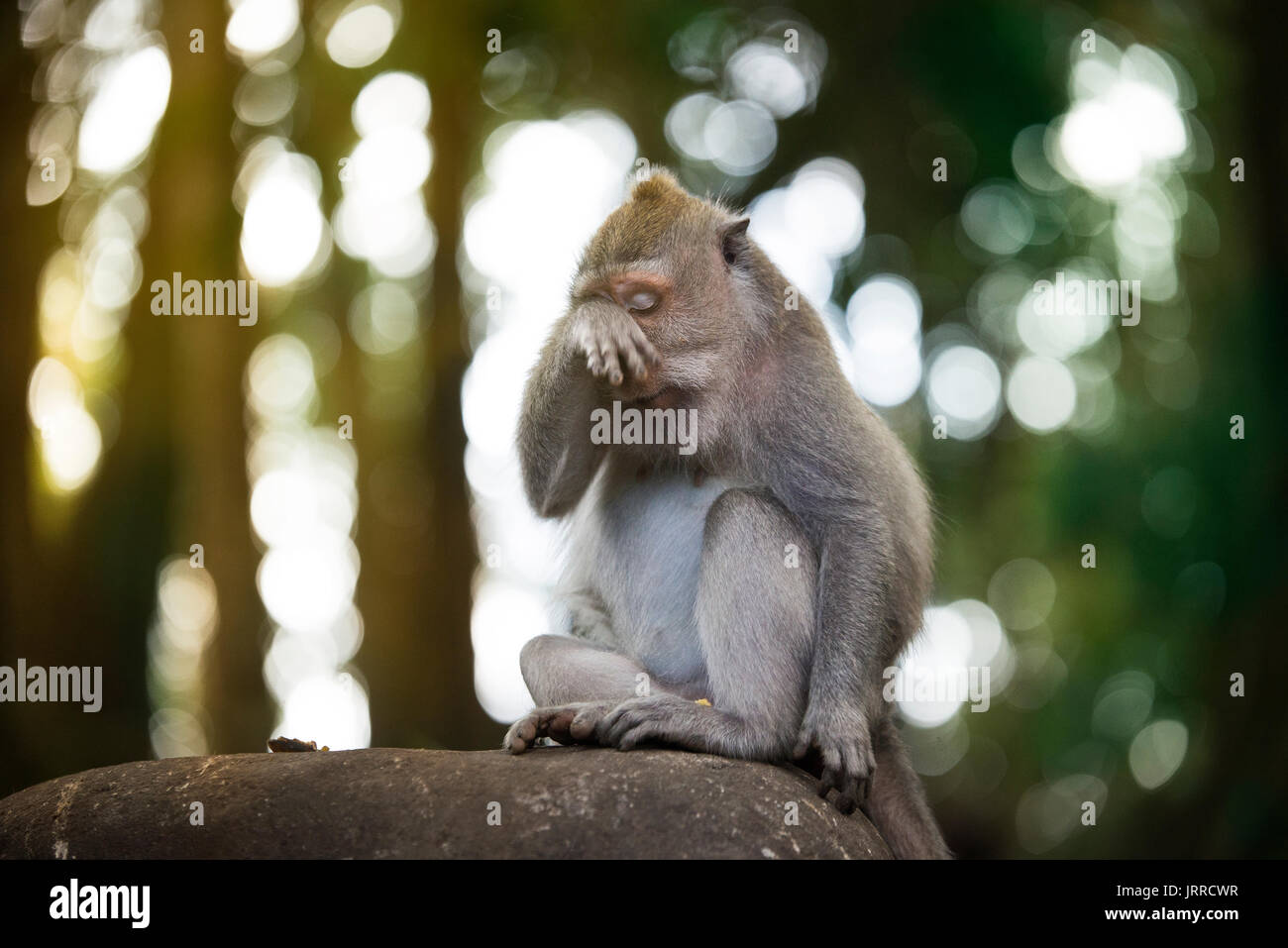 Monkey crying hi-res stock photography and images - Alamy