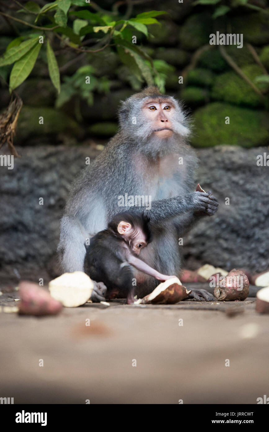 Mother and baby monkey feeding at Sacred Monkey forest sanctuary in ...