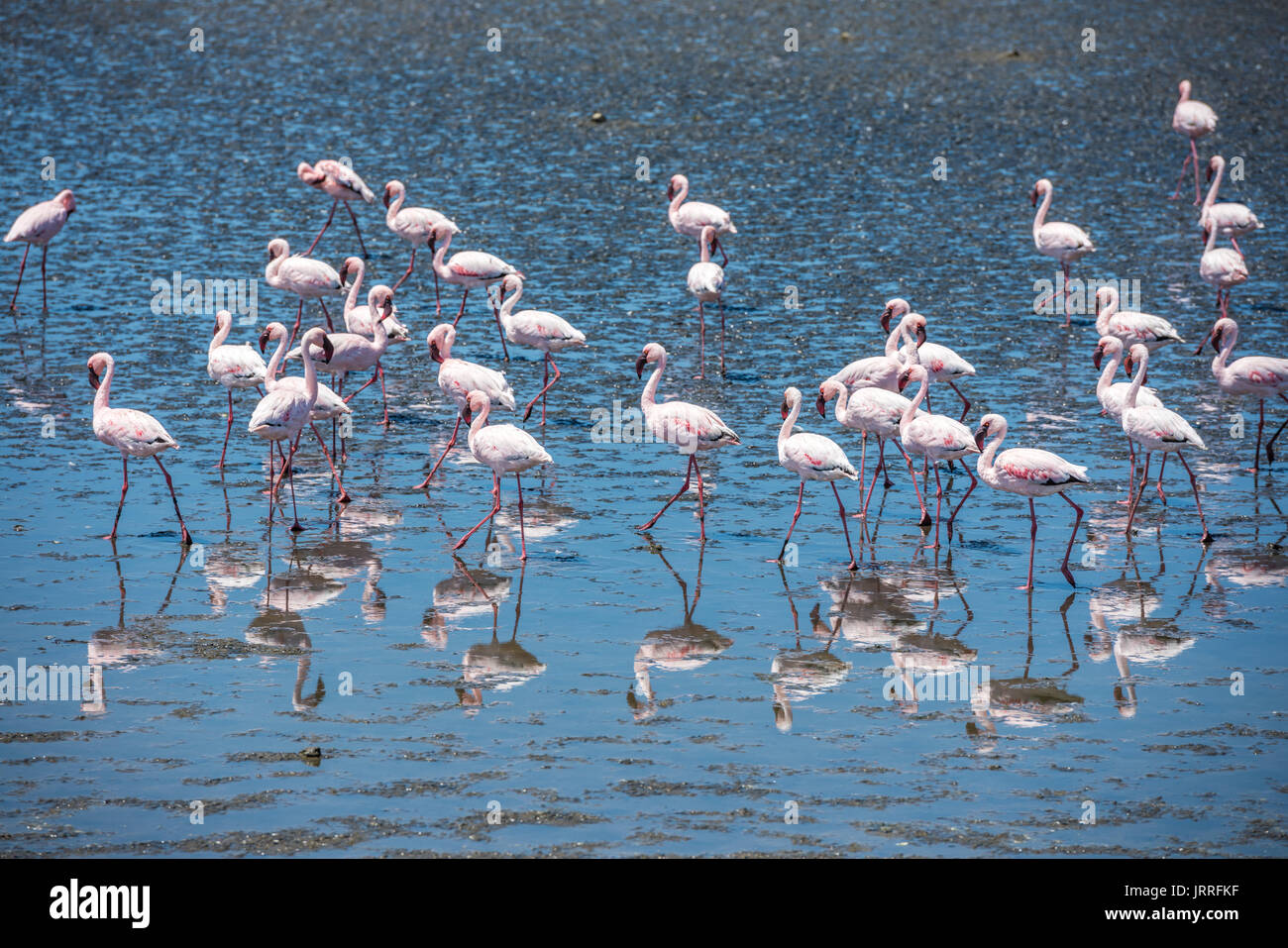 Flock of flamingos at Walvis Bay, Namibia Stock Photo - Alamy