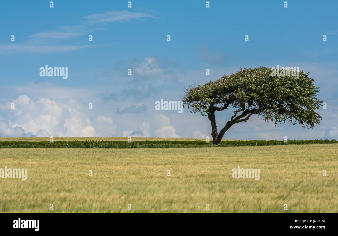 Tree in a green grass field Stock Photo - Alamy