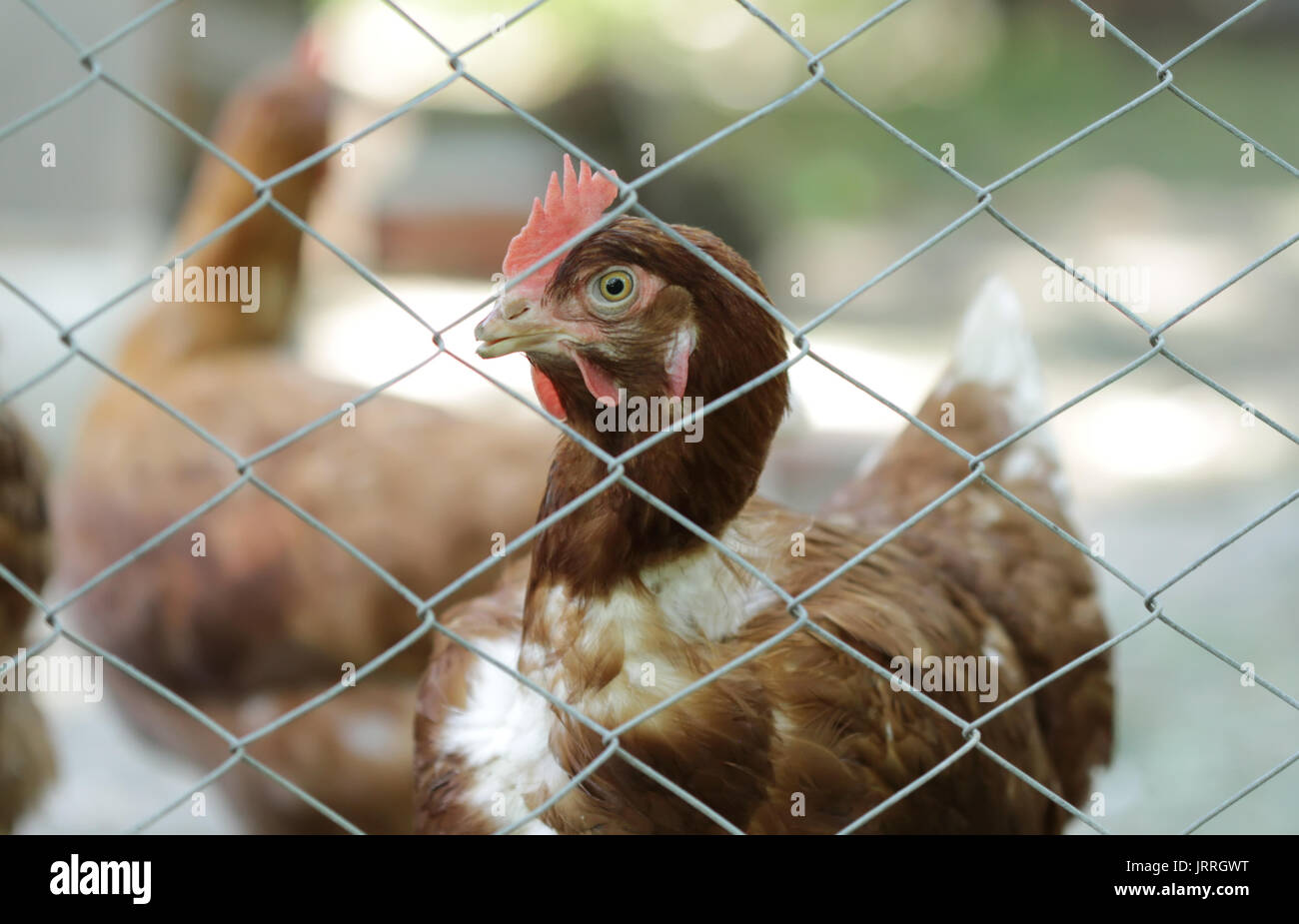 Chicken behind metal fence hi-res stock photography and images - Alamy