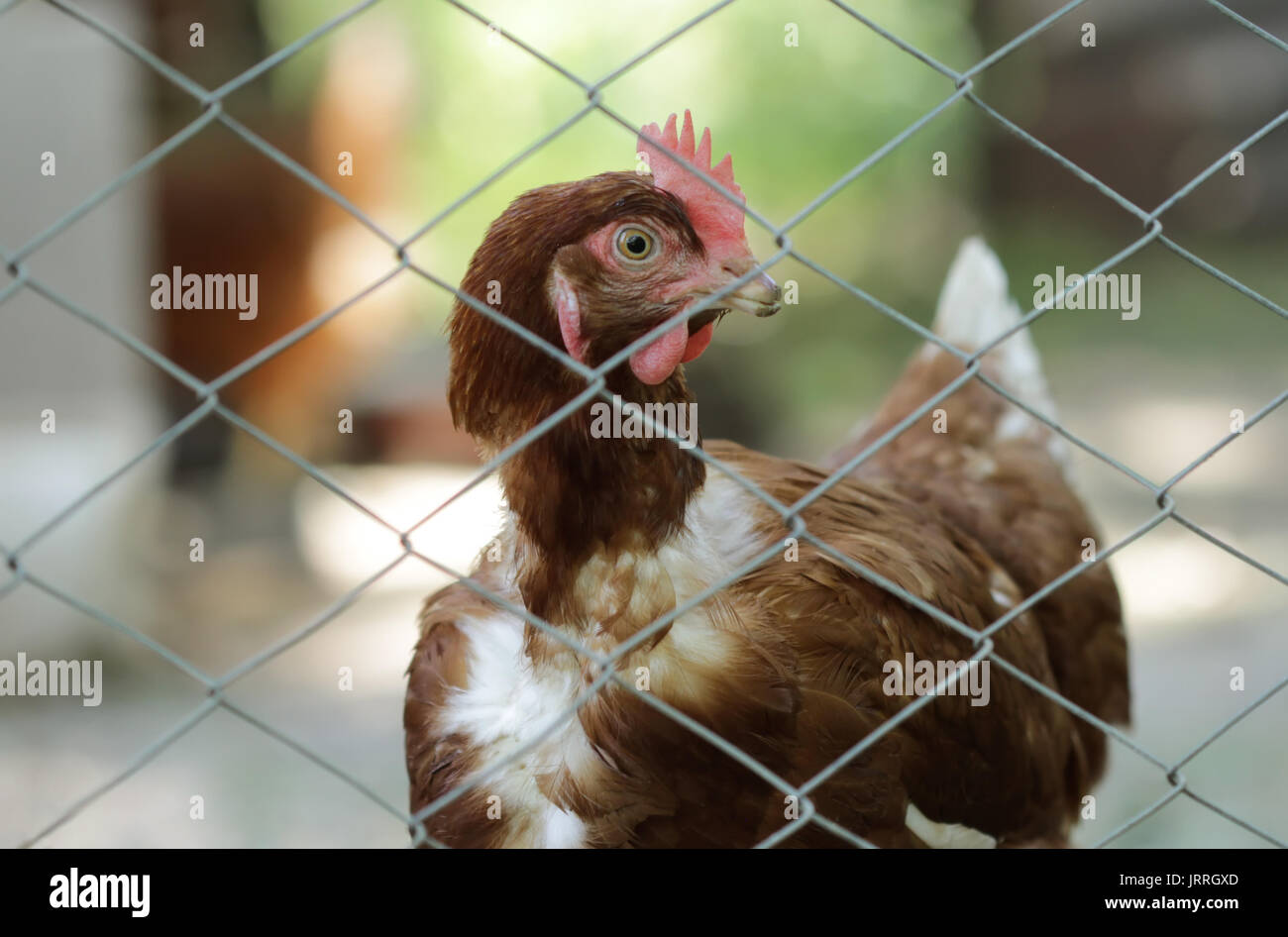 Hen behind metal wire Stock Photo - Alamy