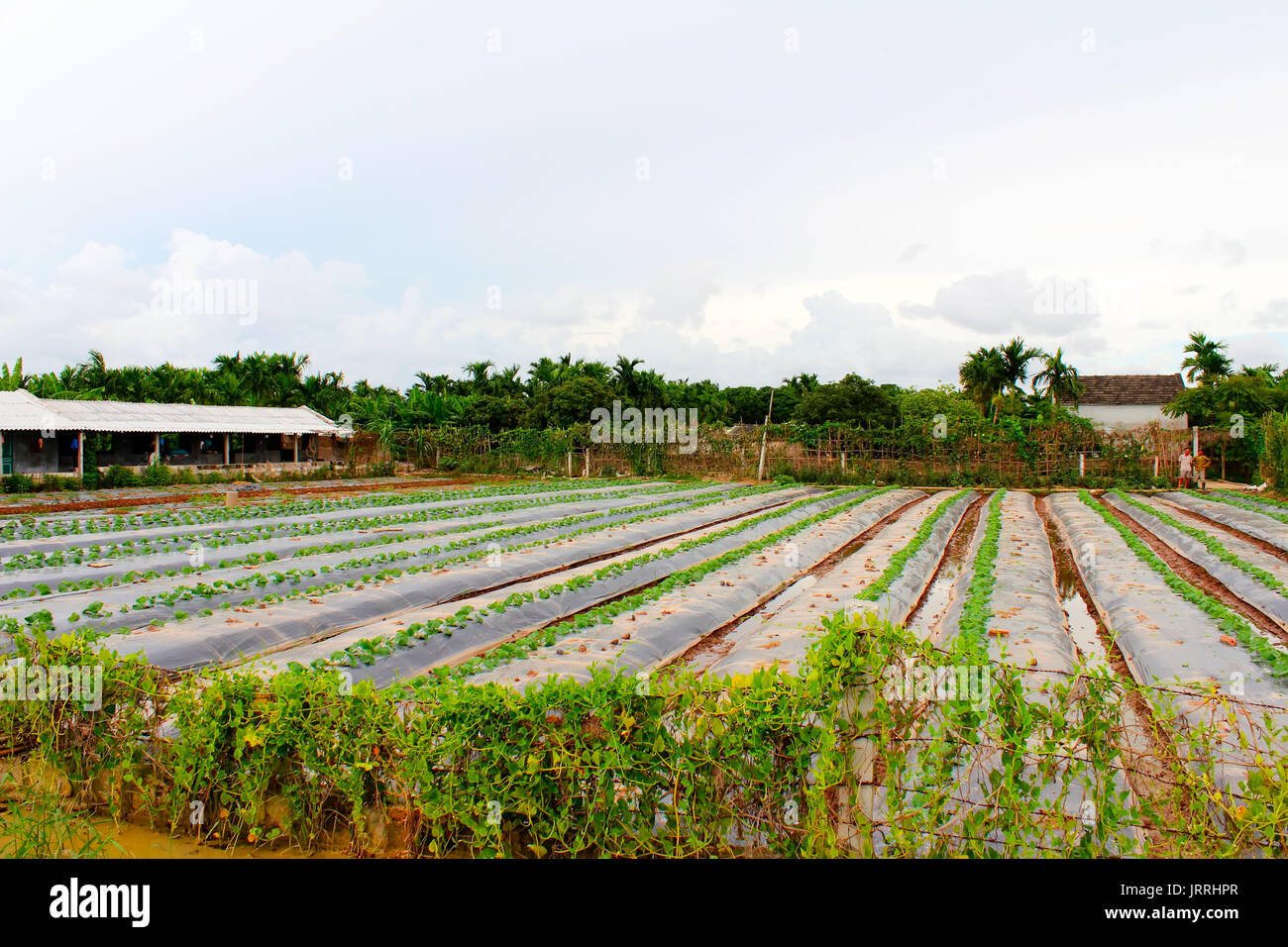 Watermelon field farm hi-res stock photography and images - Alamy