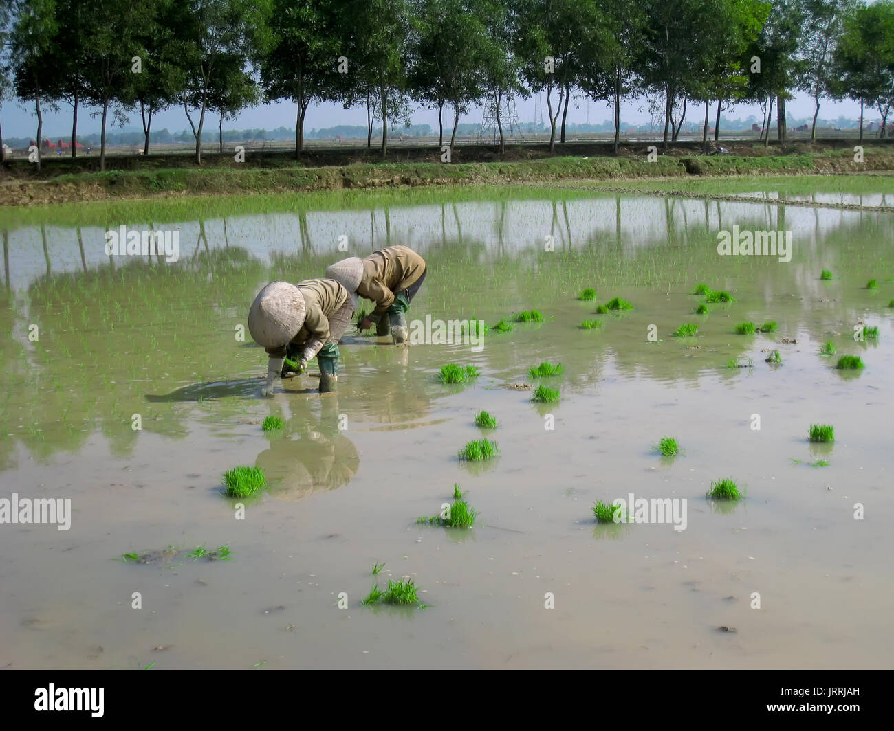Grown rice hi-res stock photography and images - Alamy