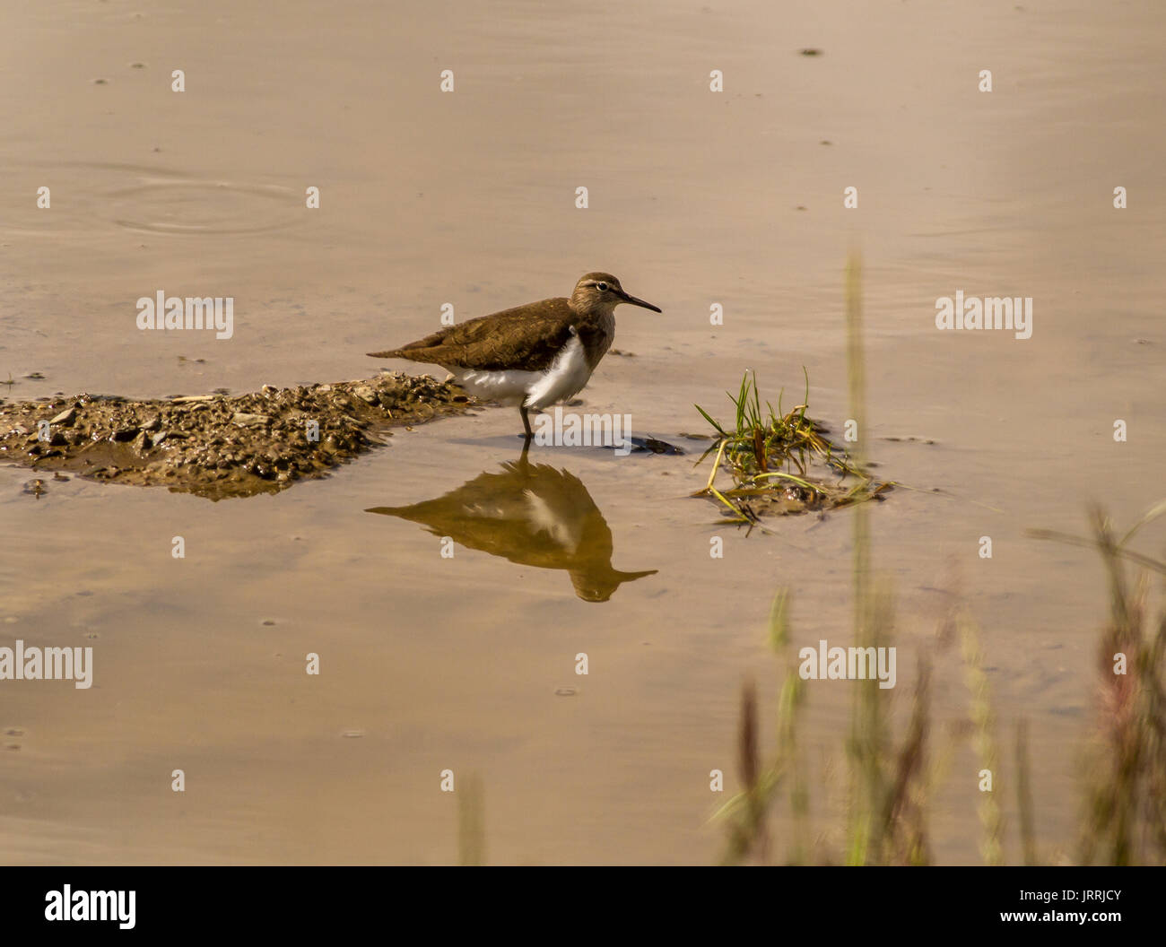 Common Sandpiper with reflection Stock Photo - Alamy