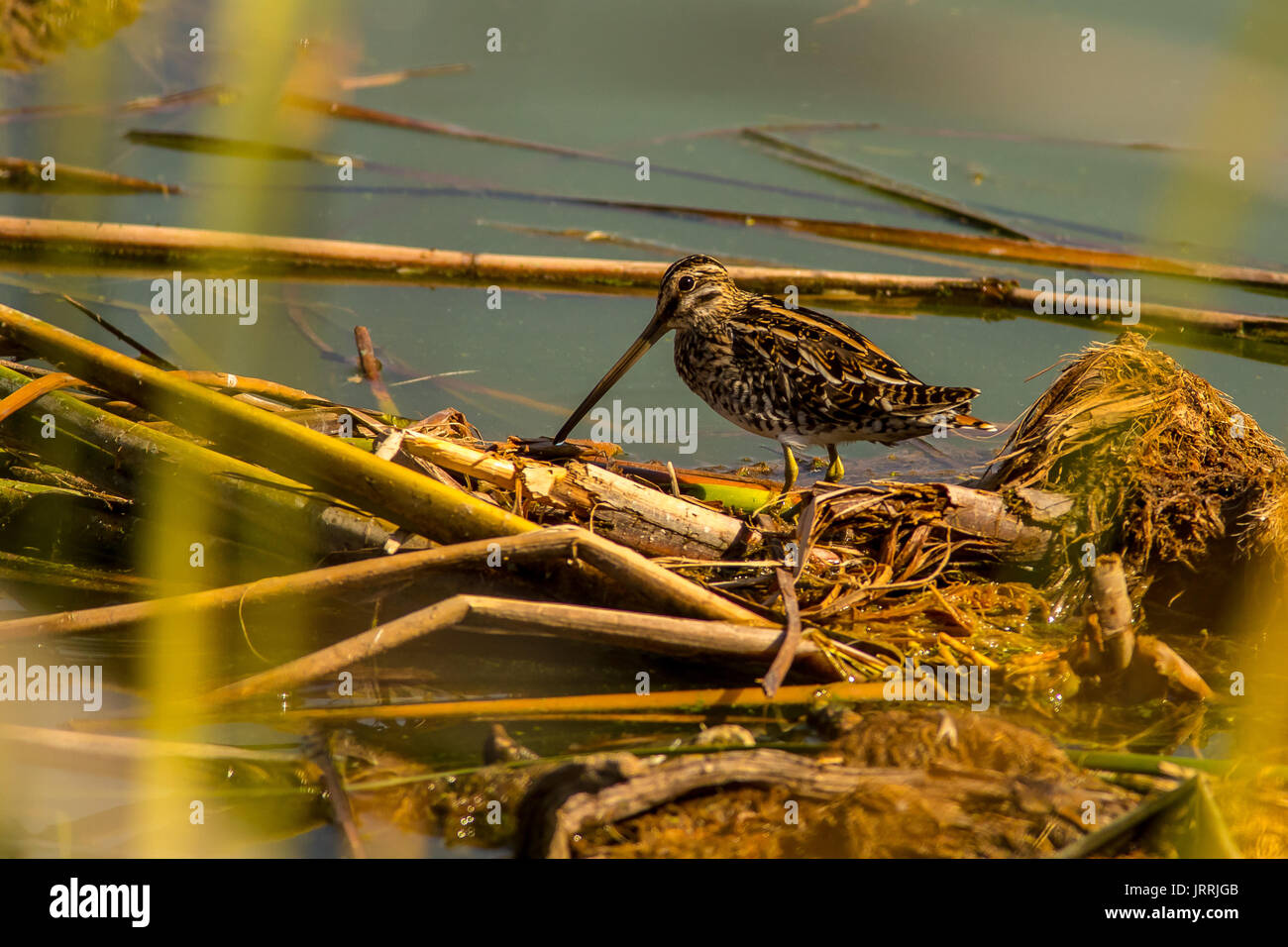 Wader snipe hi-res stock photography and images - Alamy