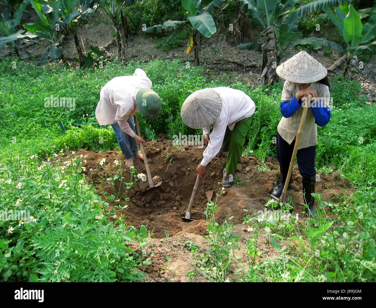 HAI DUONG, VIETNAM, JULY, 20: Vietnamese farmer look after the trees in ...