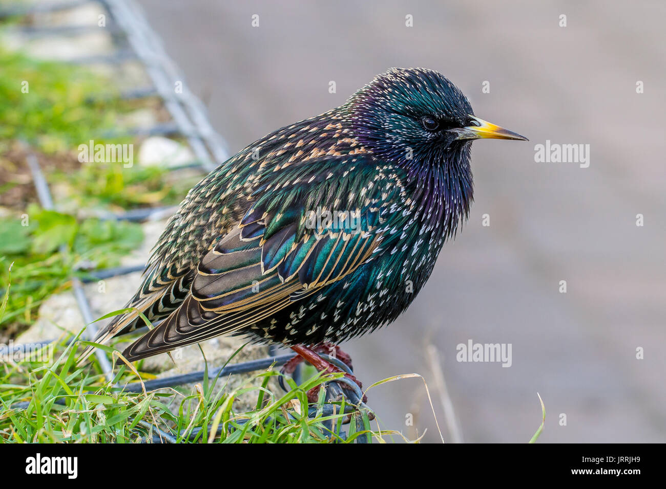 Colourful irridescence hi-res stock photography and images - Alamy