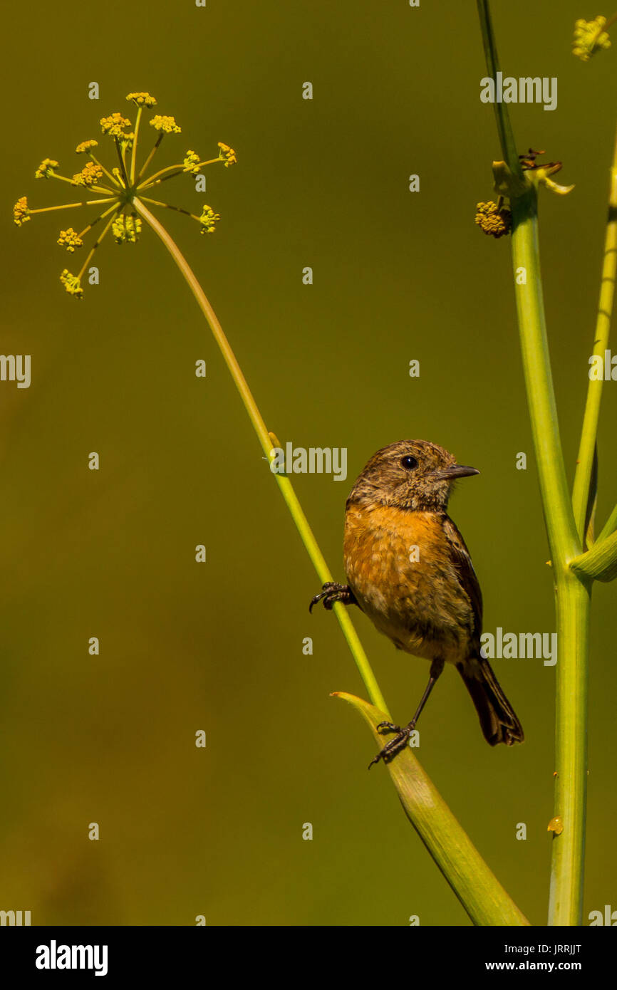 Female common stonechat hi-res stock photography and images - Alamy