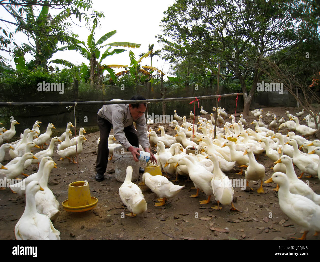 Vietnamese livestock rice farming hi-res stock photography and images ...