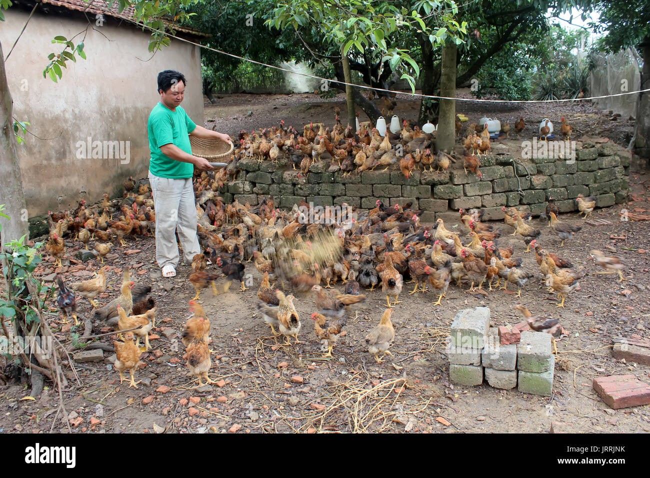 Vietnamese livestock rice farming hi-res stock photography and images ...
